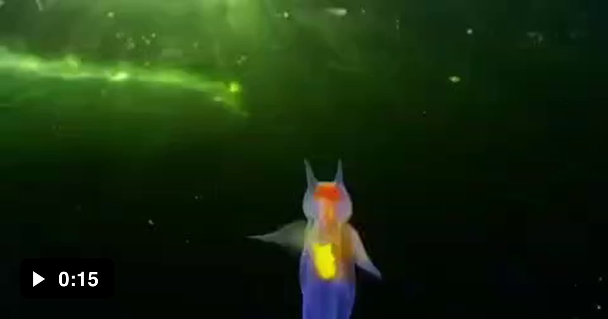Red angel sea Slug... - 9GAG
