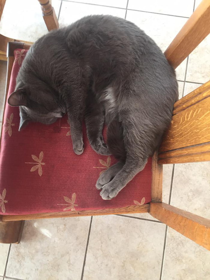 This is blue sleeping - 9GAG
