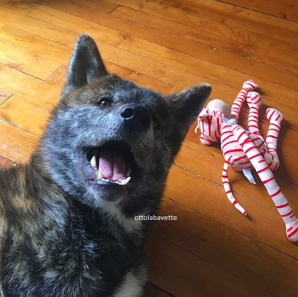 When a Say MEME at my Dog xD - 9GAG