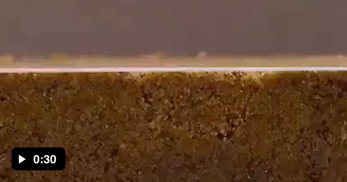 Seed Germination Time Lapse 9GAG Seed Germination Time Lapse 9GAG