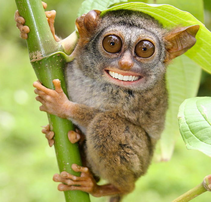 This smiling tarsier. - 9GAG