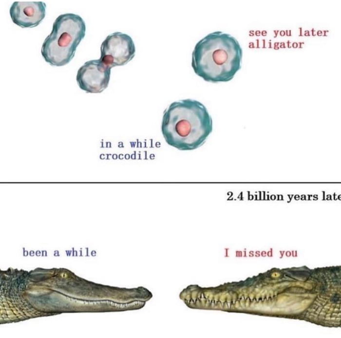 Wholesome Evolution - 9GAG