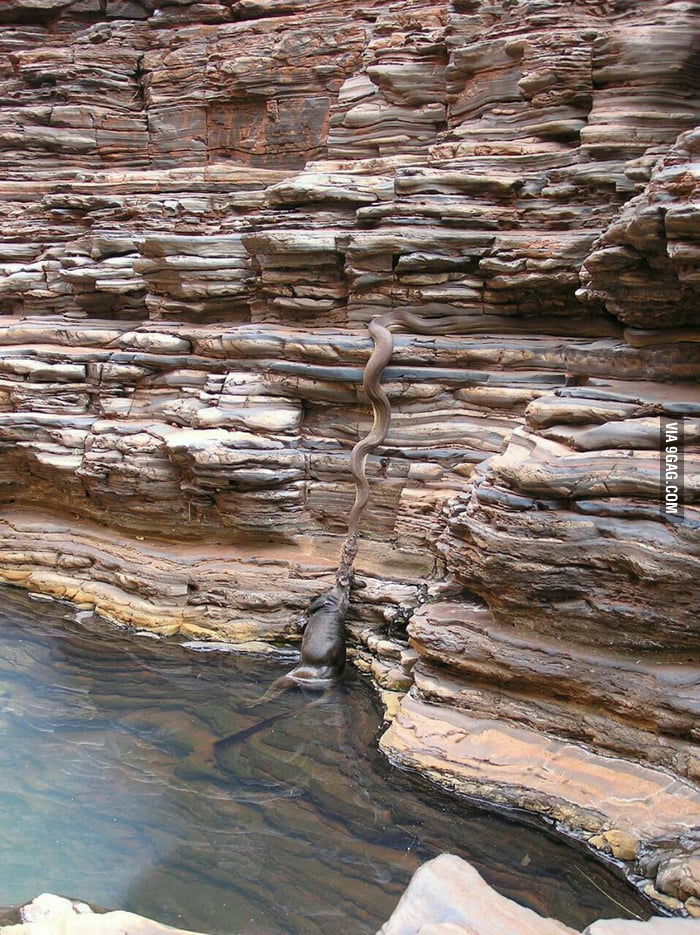 Just a snake eating a baby hippo in Oman's mountains. - 9GAG