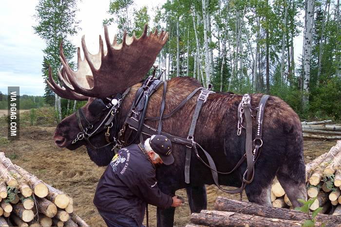 Just a man with his pet moose, we used to have them like this to move ...