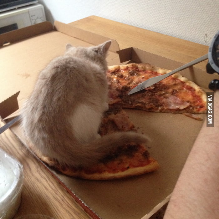 Would you like some extra cat on your pizza? - 9GAG