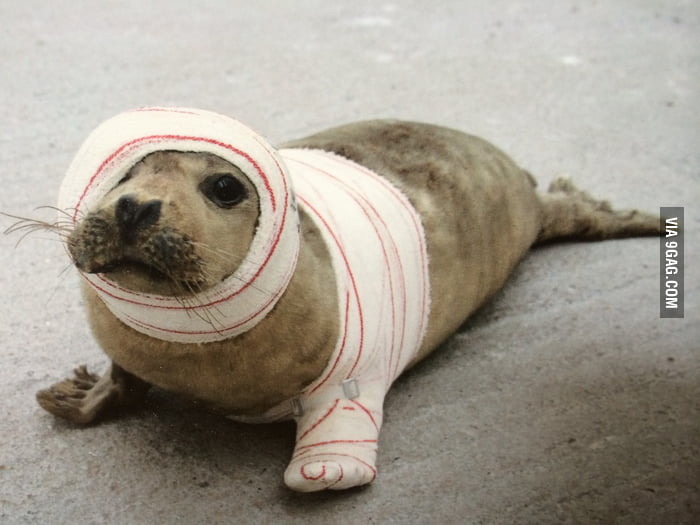Awkward seal got hurt - 9GAG