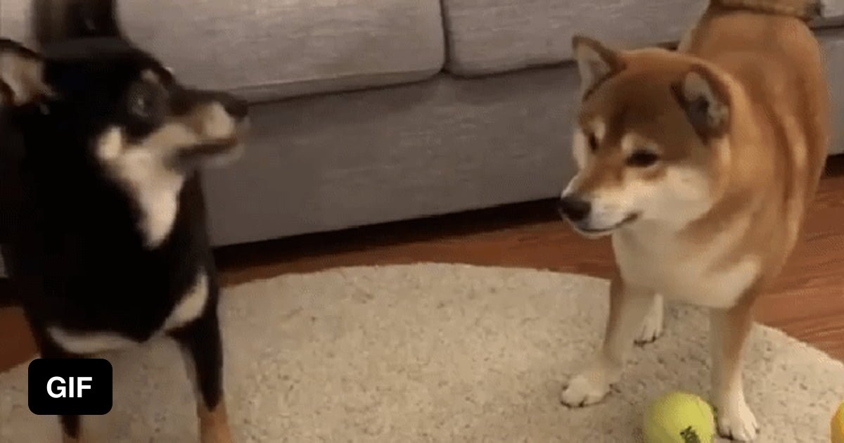 Use butt attack doggo!!! - 9GAG