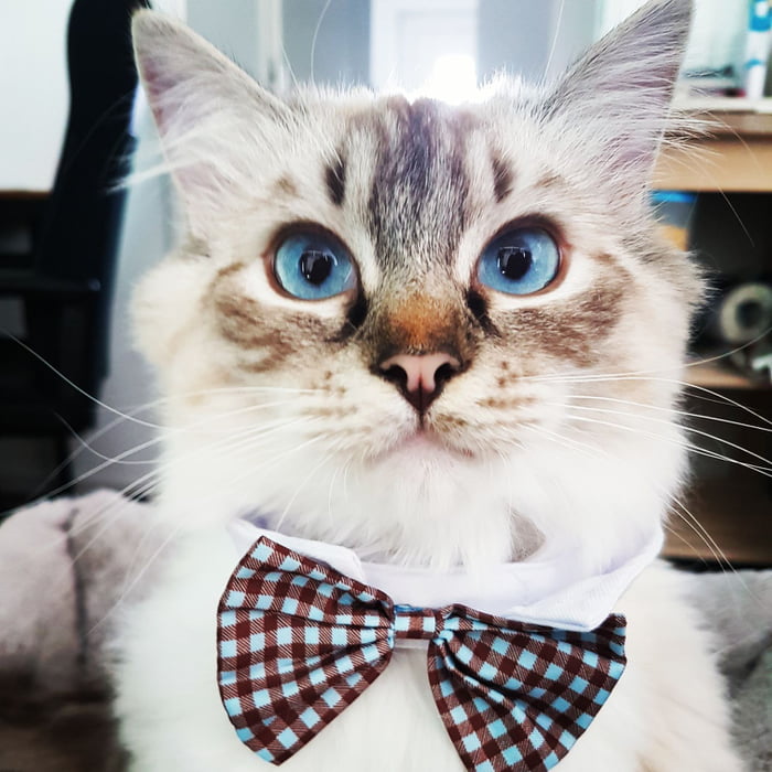 Sassy Kitty - 9GAG