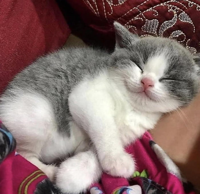 Sleepy Smiling Kitten - 9GAG