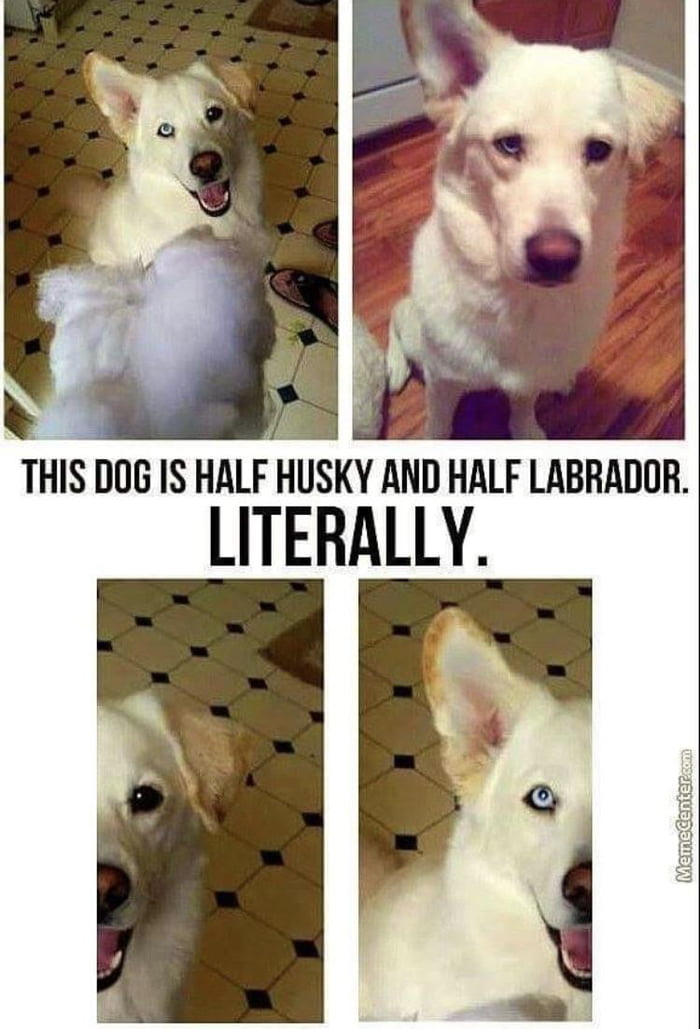 Literally down the middle Sir - 9GAG