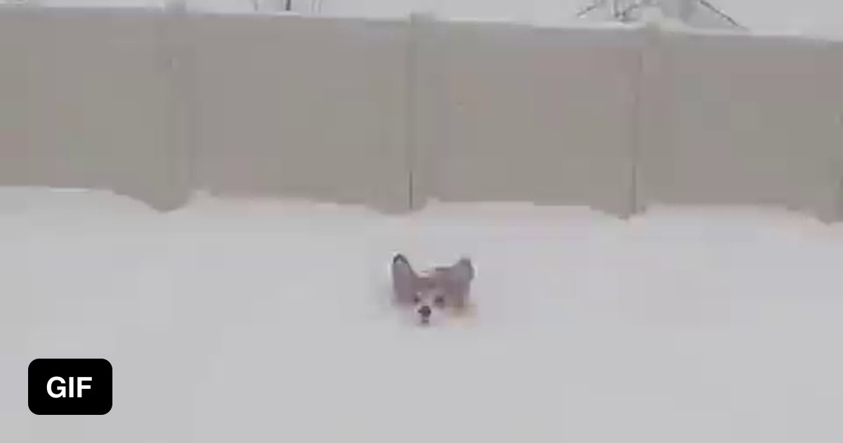 Corgi Snow Plow - 9GAG
