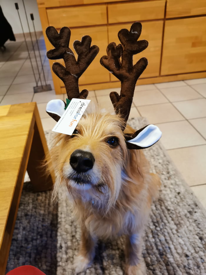 First Christmas doggo - 9GAG