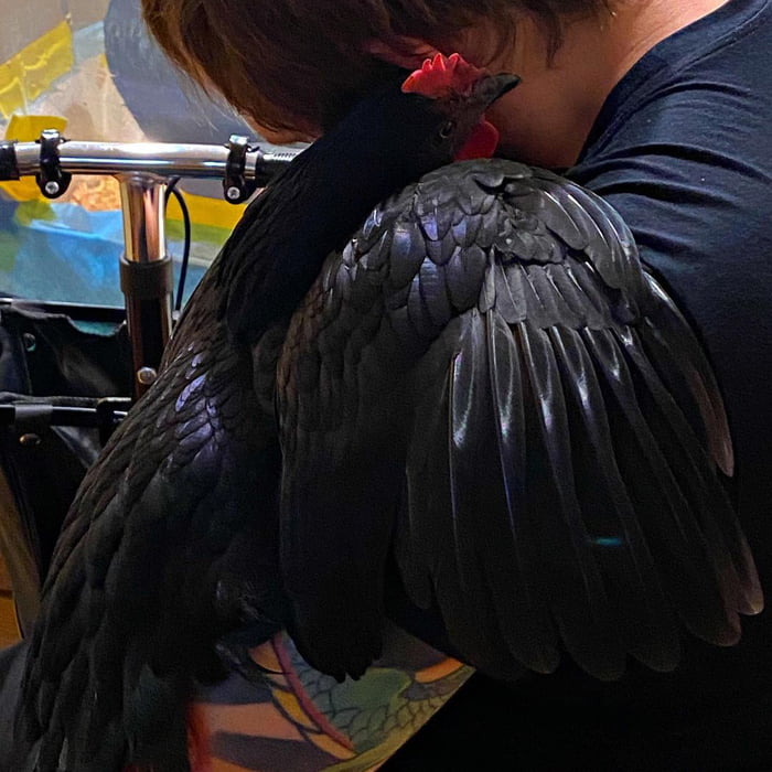 Chicken hugging the human they love - 9GAG