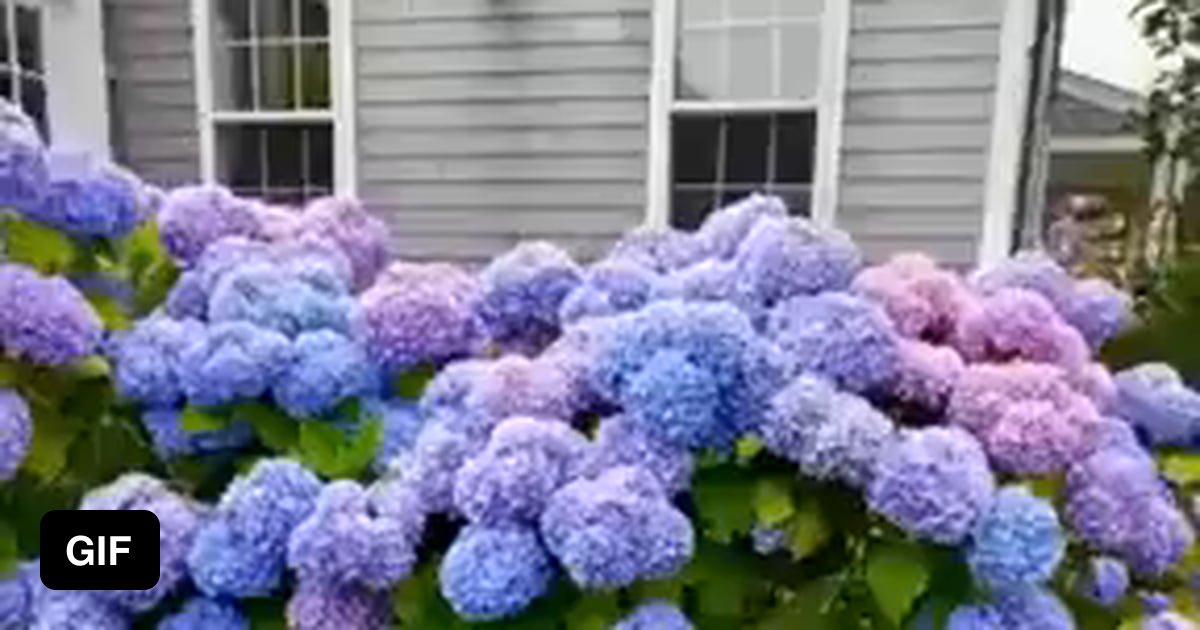 Hydrangea flowers can be a good soil pH indicator - 9GAG