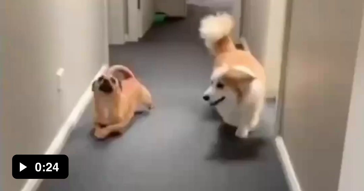 Max the stupid corgi! - 9GAG