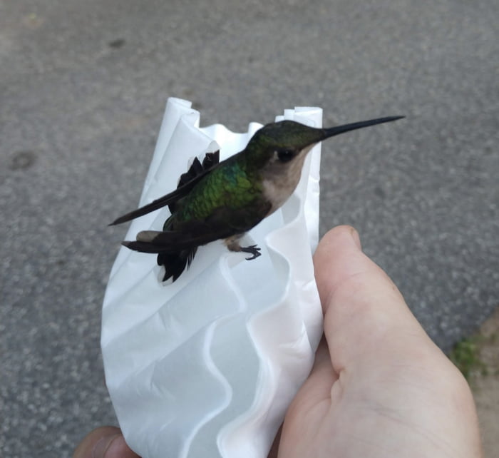 Hummingbird stuck in garage (would not fly out door for some reason ...