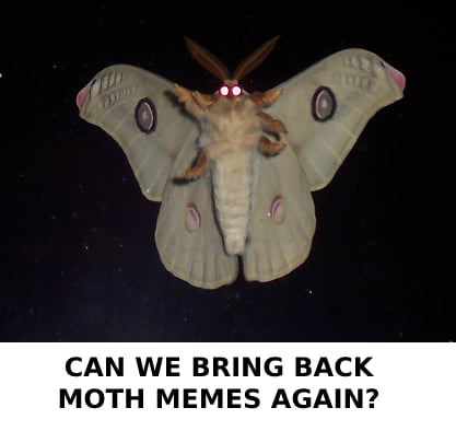 More moth memes please - 9GAG
