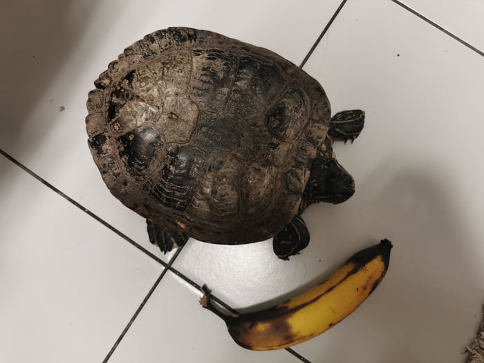 My little turtle - 9GAG