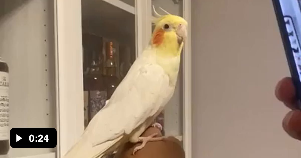 A cockatiel singing opera Libiamo ne' lieti calici - 9GAG