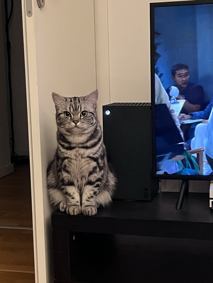 Xbox series x catto - 9GAG