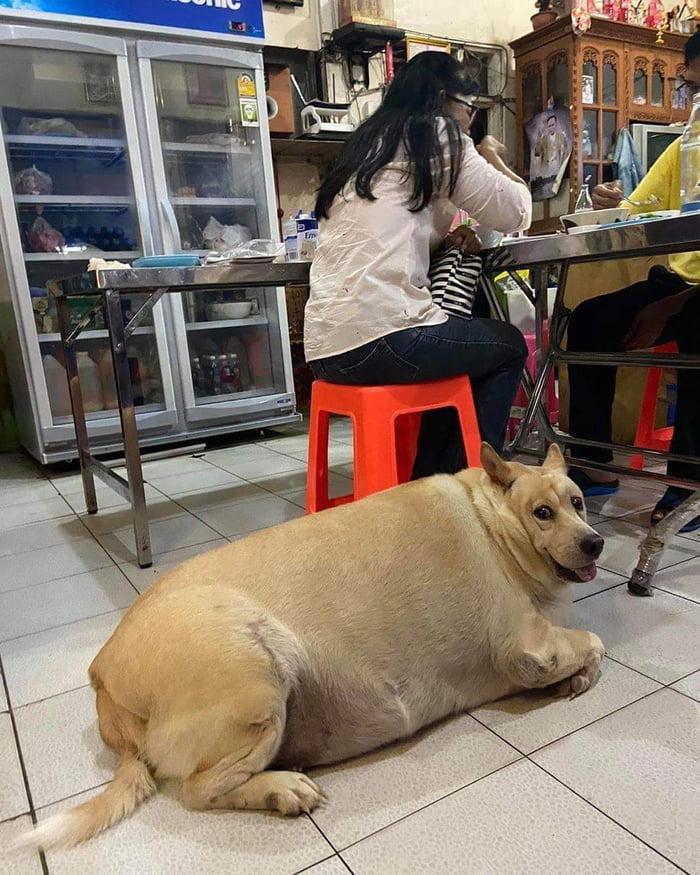 Just a massive doggo - 9GAG