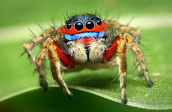 When a jumping spider wants to jump, it uses a sudden change in ...