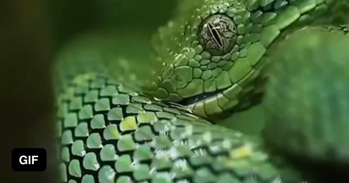 Atheris snake drinking in the rain - 9GAG