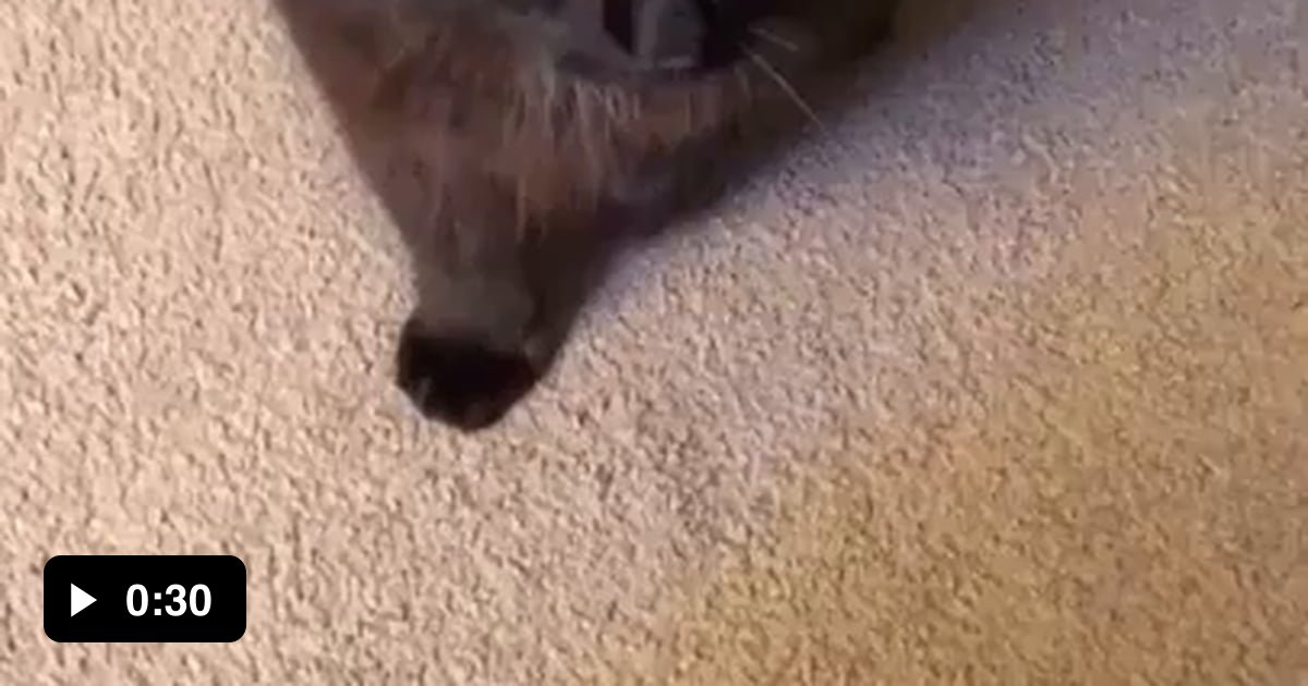 Maxwell Black Cat Whines and Attacks Camera - 9GAG