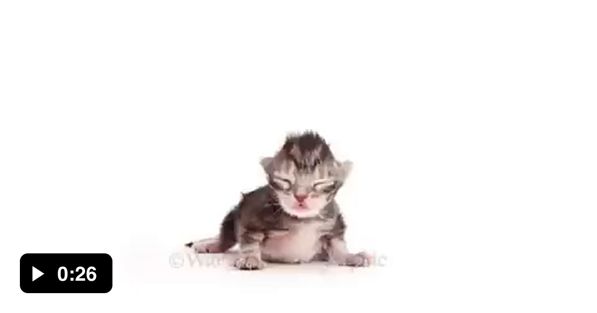 Kitten To Cat Time Lapse 9GAG
