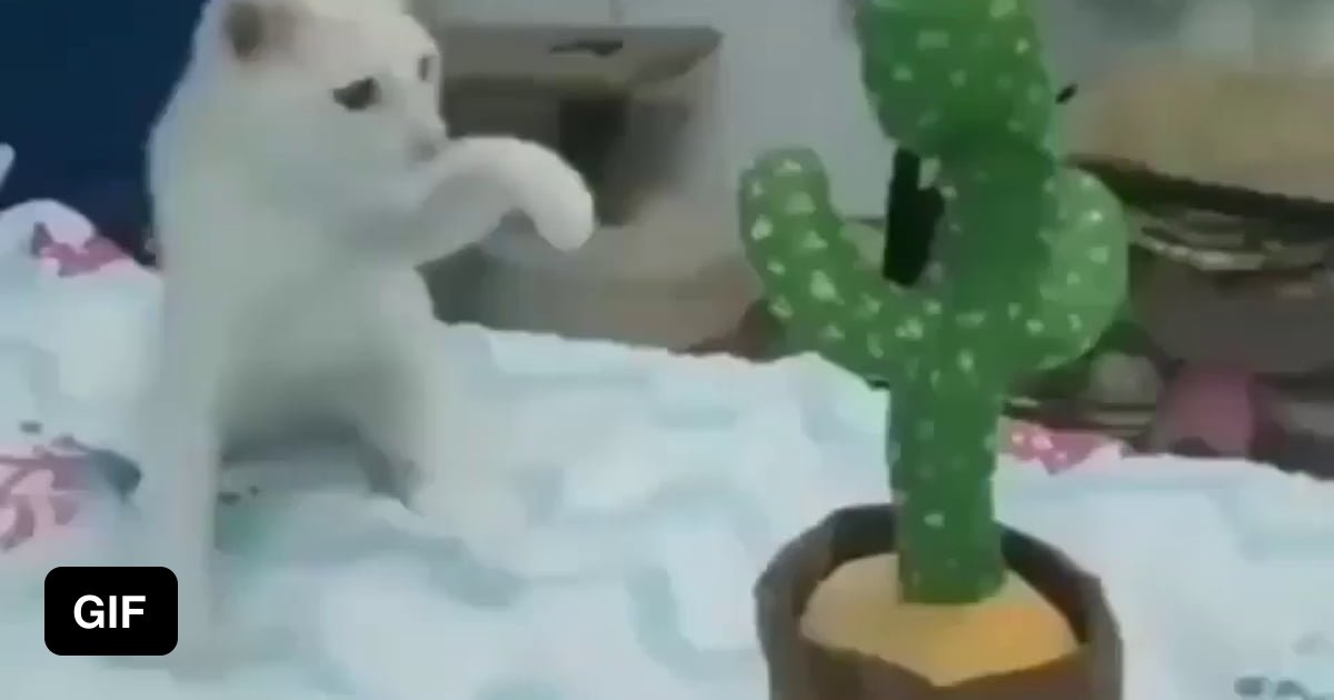 Kitty do a danger dance! - 9GAG