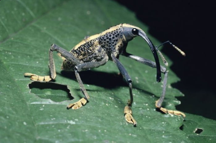 This goofy ahh looking bug is called the Rhinastus latesternus - 9GAG