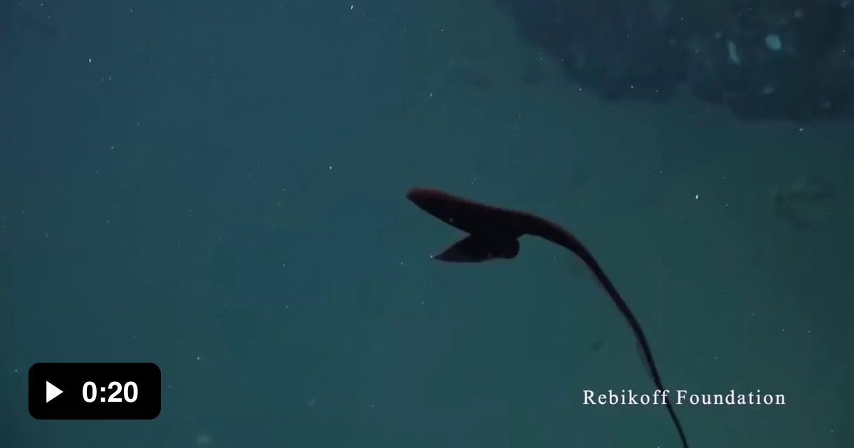 This Pelican Eel (Eurypharynx pelecanoides) expanding its mandible and ...