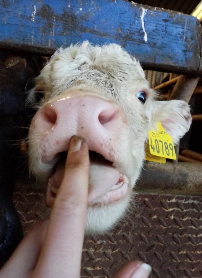 Booping the moo snoot - 9GAG