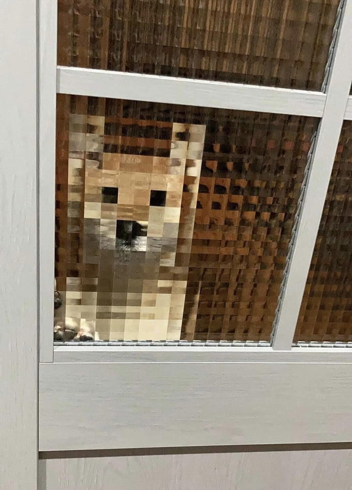 Dog pixelated in real life - 9GAG