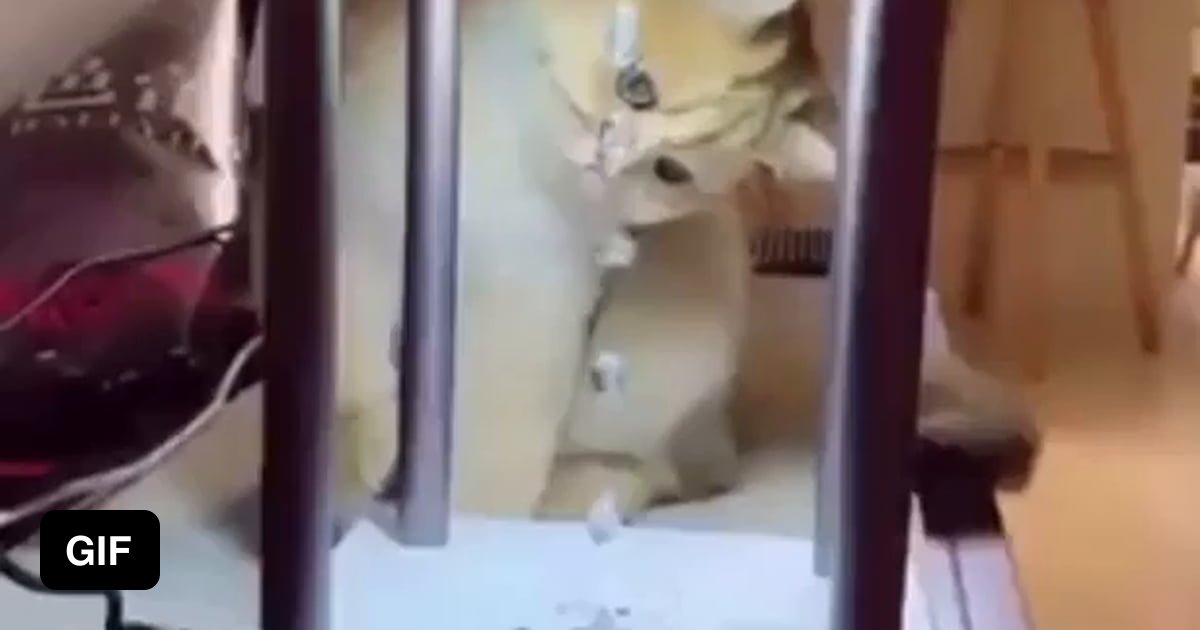 This levitating water lamp thingy (bonus cat included) - 9GAG