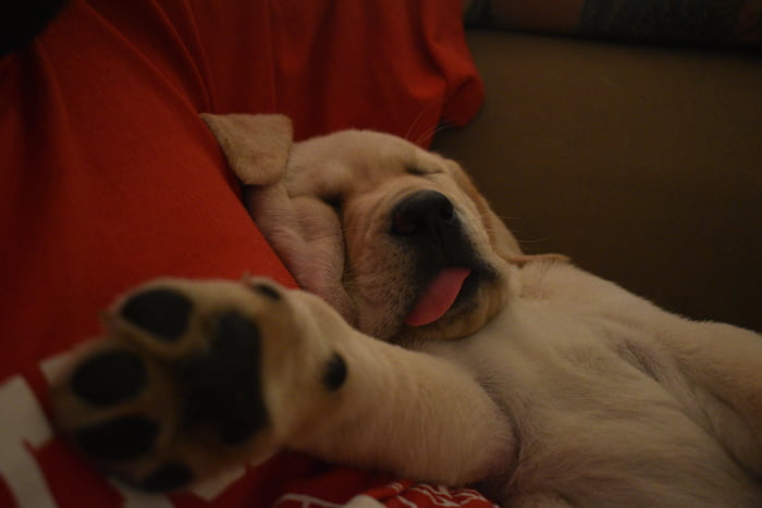 Tired pupper - 9GAG