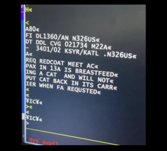 Female passenger reportedly breastfeeds cat on Delta flight (ACARS in ...