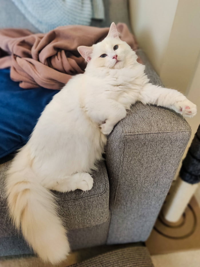 Chillin on the sofa like a person. She stayed like this for 30 minutes ...