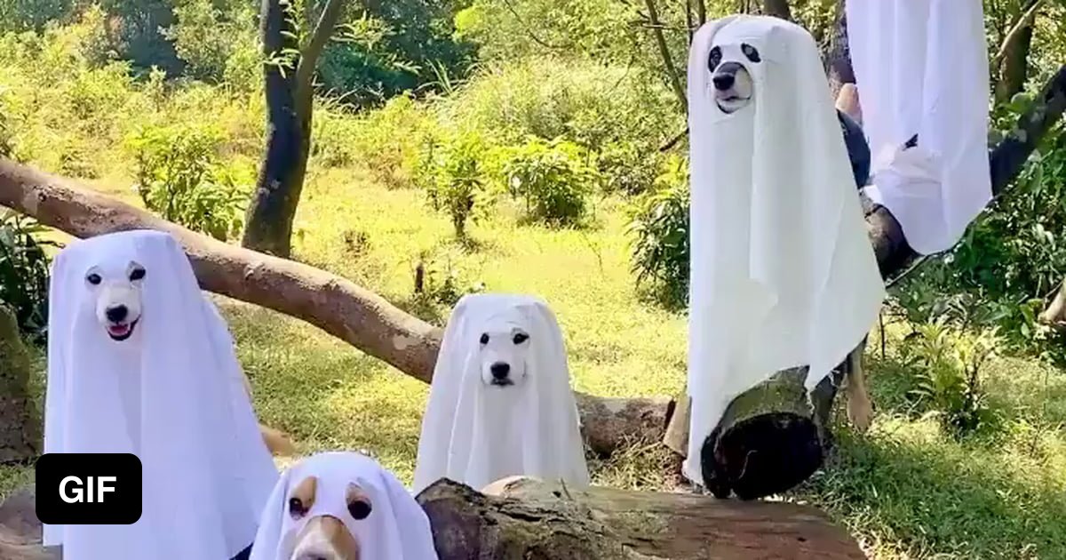 Spoopy Dog SAturday - 9GAG