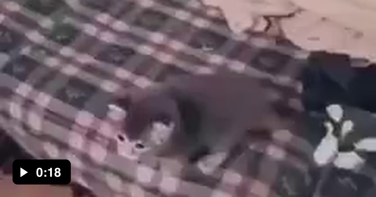 "Just one bite" - 9GAG