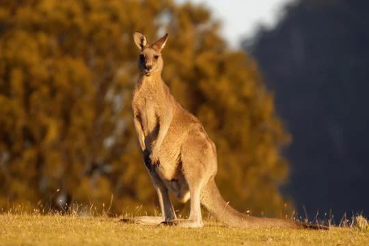 There are twice as many kangaroos in Australia as there are people. The ...
