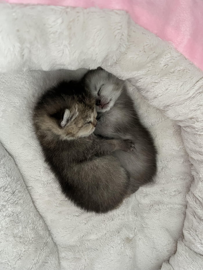 Smol criminals CheesePuff and Cheesecake cuddle after milk heist ️ - 9GAG