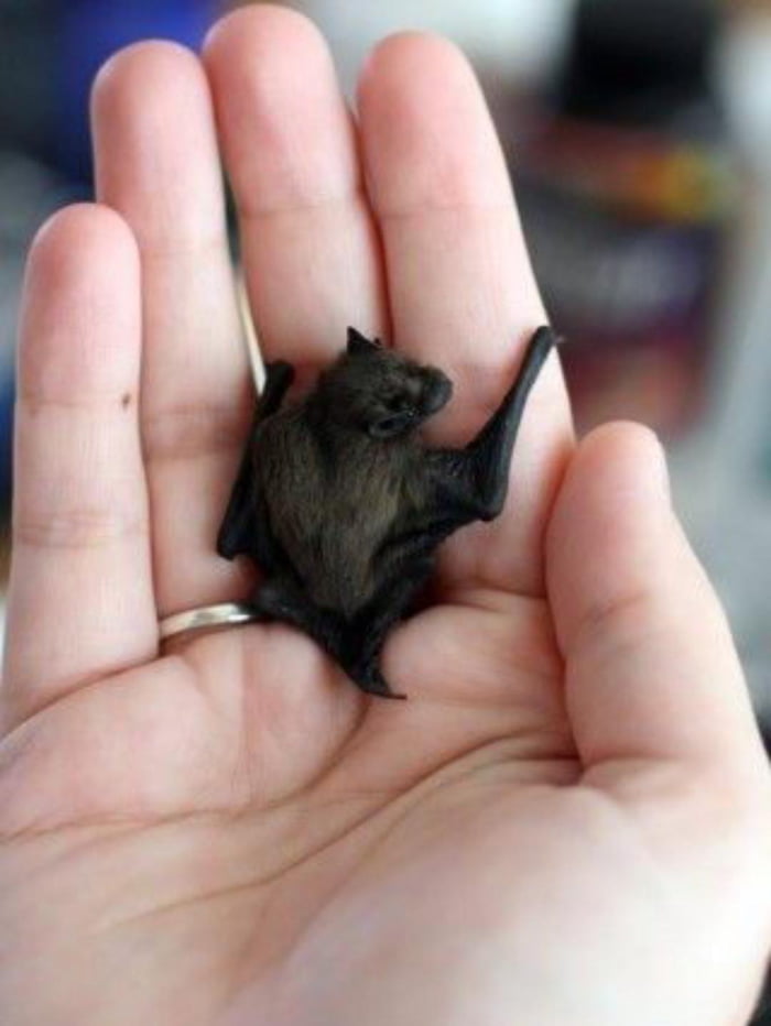 The bumblebee bat is the world’s smallest mammal - 9GAG