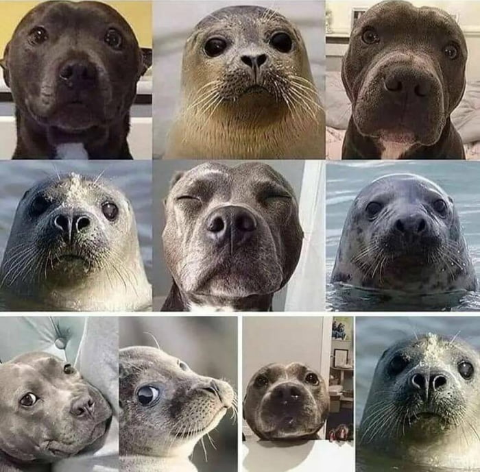 Pitbulls look like land seals - 9GAG