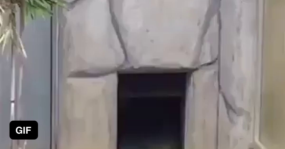 Red panda encounters a stone - 9GAG