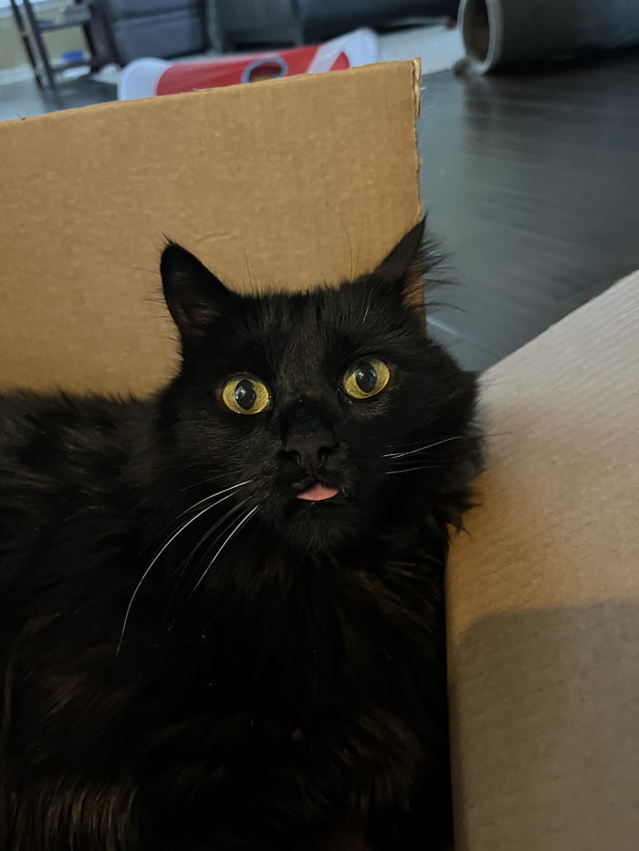 Void blep in a box - 9GAG