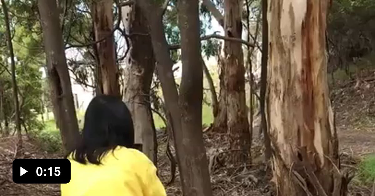 Koala attacks child - 9GAG