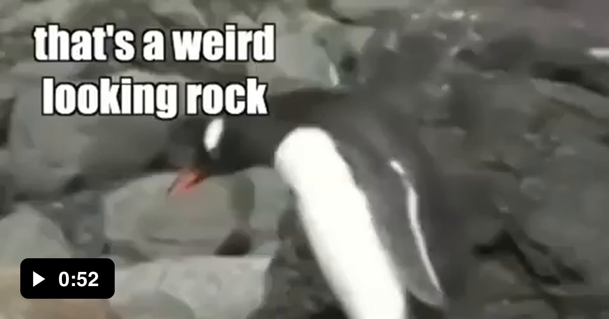 Penguin Shenanigans - 9GAG