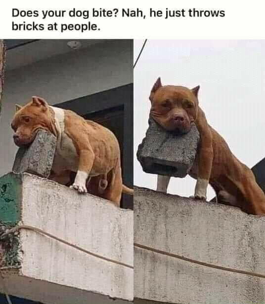 Does your dog bite ? - 9GAG