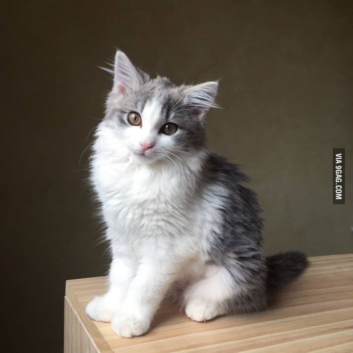 Woke up to this little ray of sunshine next to my bed. - 9GAG